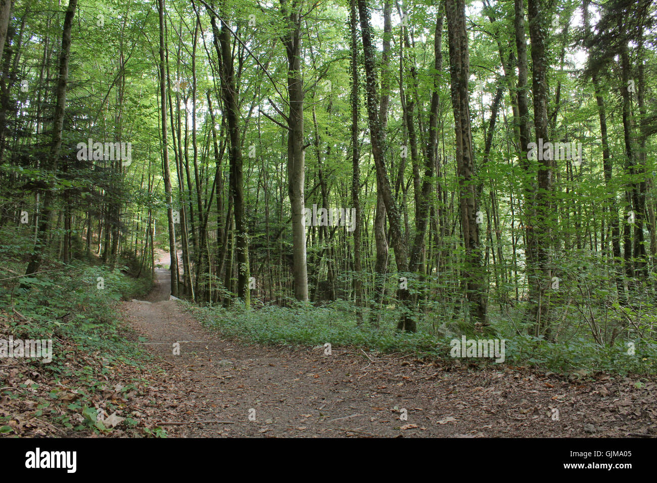 Pathway in a forest Stock Photo - Alamy