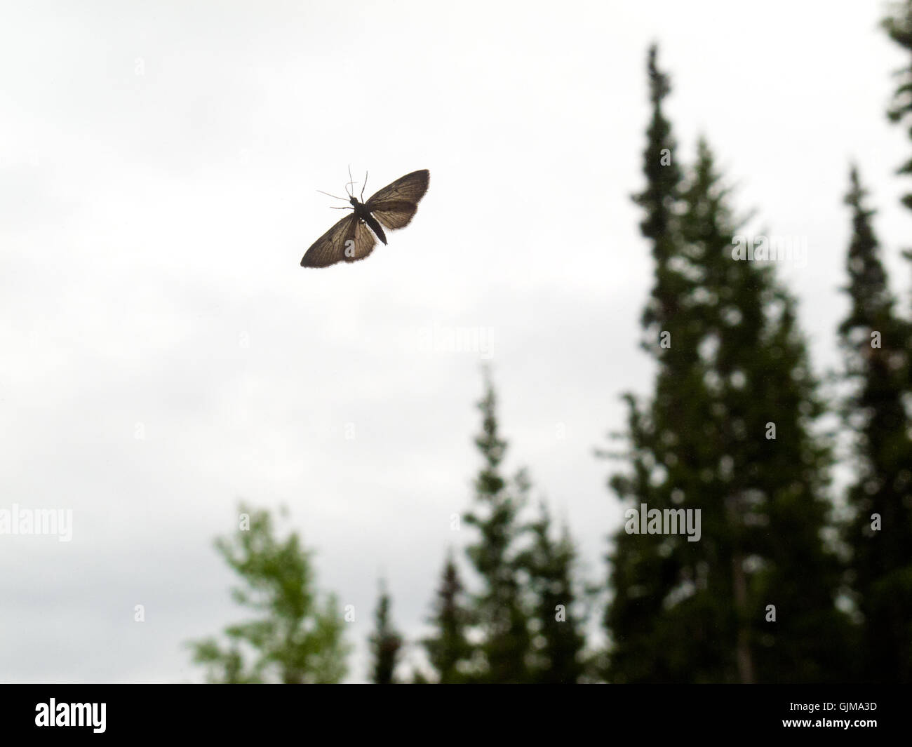 Moth close-up in front of blurred forest landscape Stock Photo - Alamy