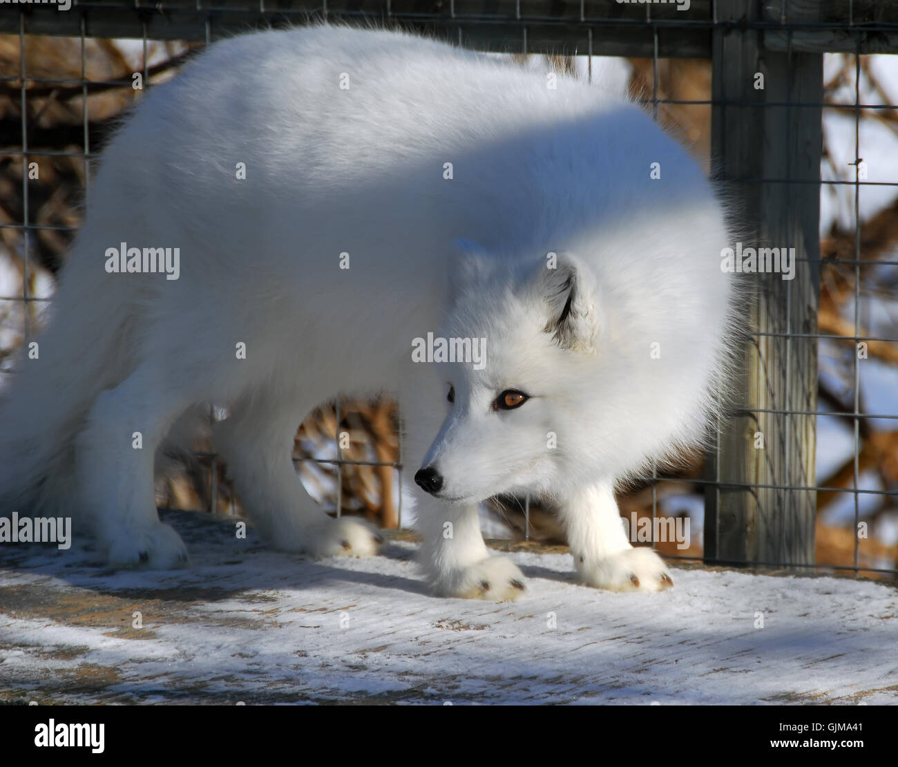 animal arctic antarctic Stock Photo - Alamy