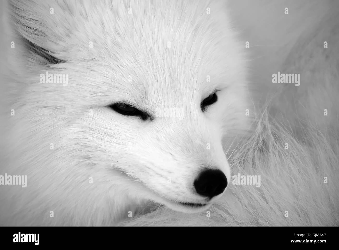 animal arctic antarctic Stock Photo - Alamy