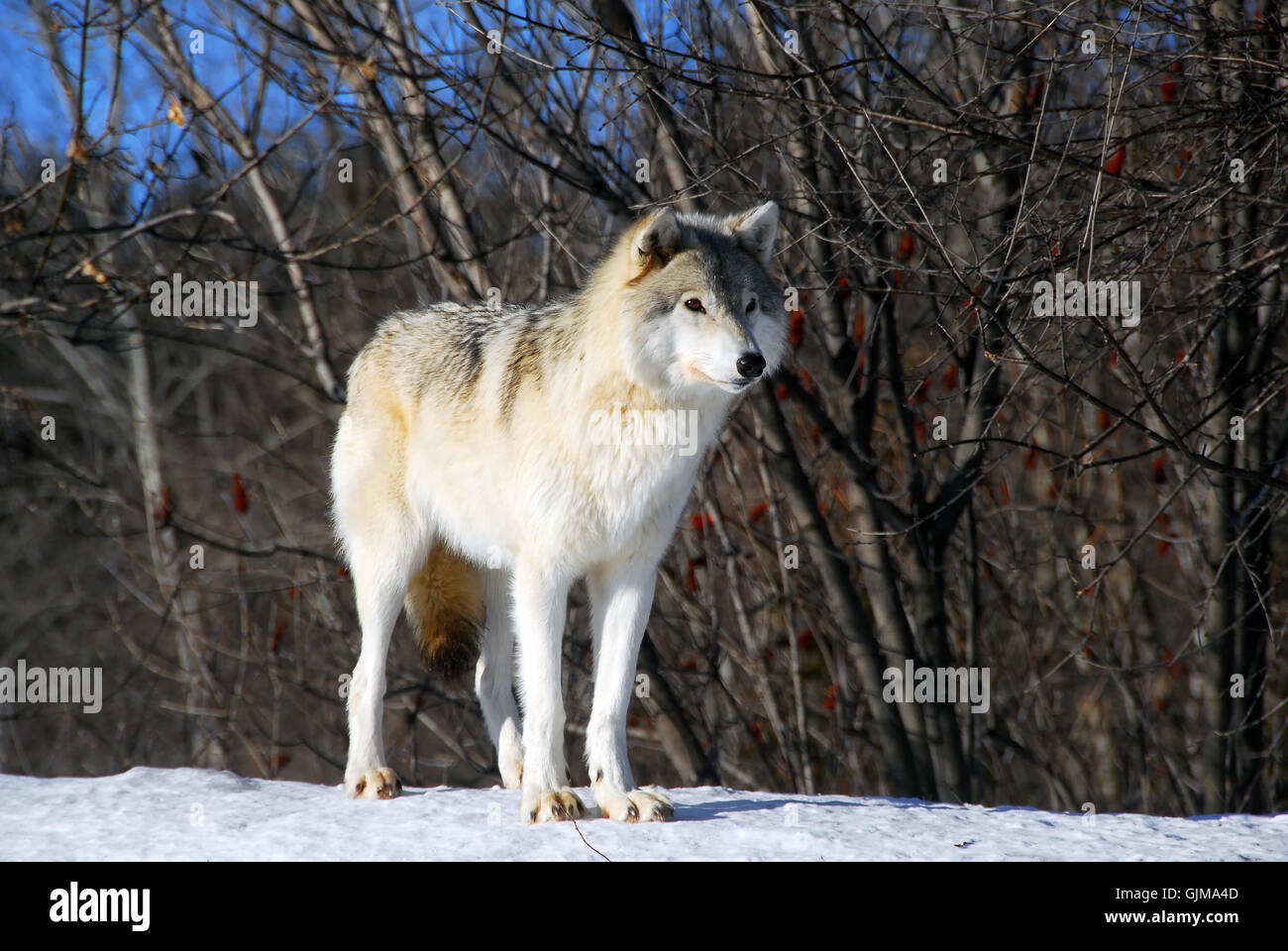 winter animal fur Stock Photo - Alamy