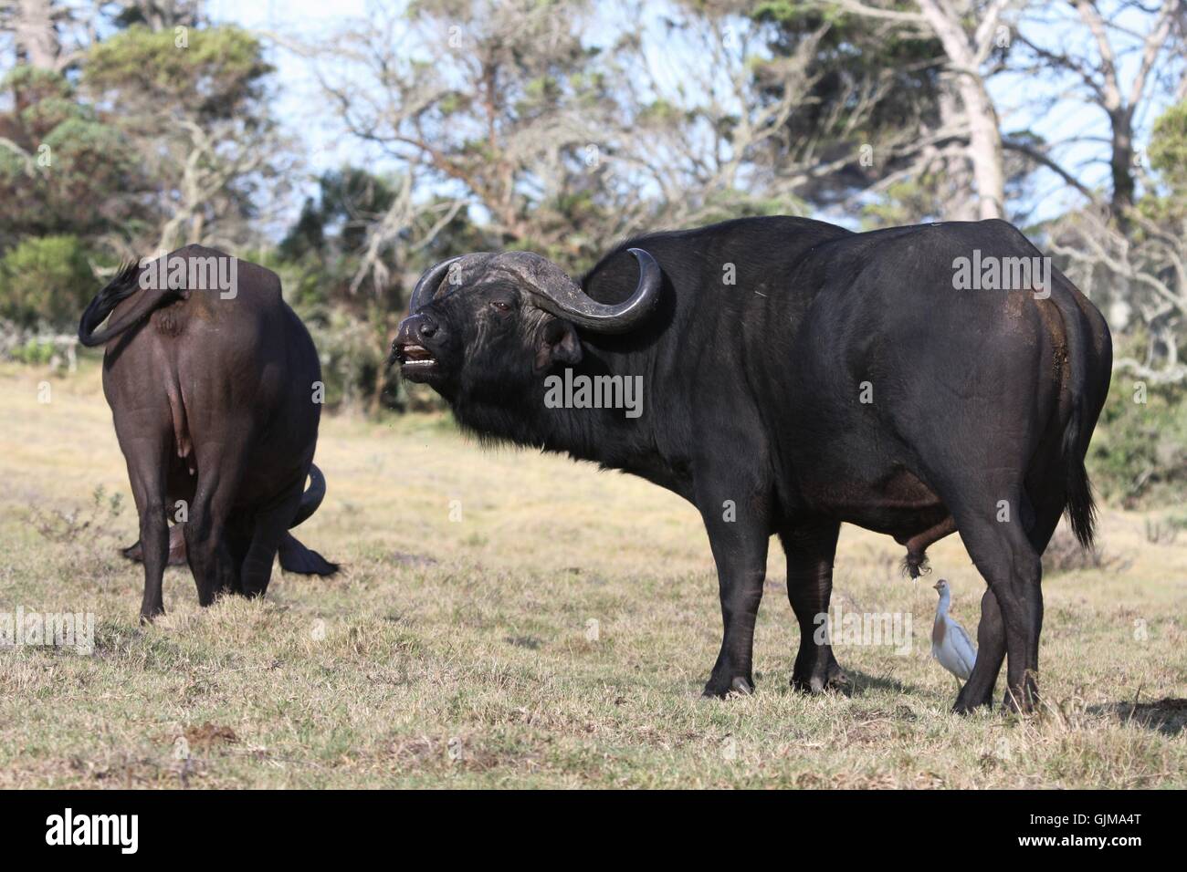 Pair of enormous horns hi-res stock photography and images - Alamy
