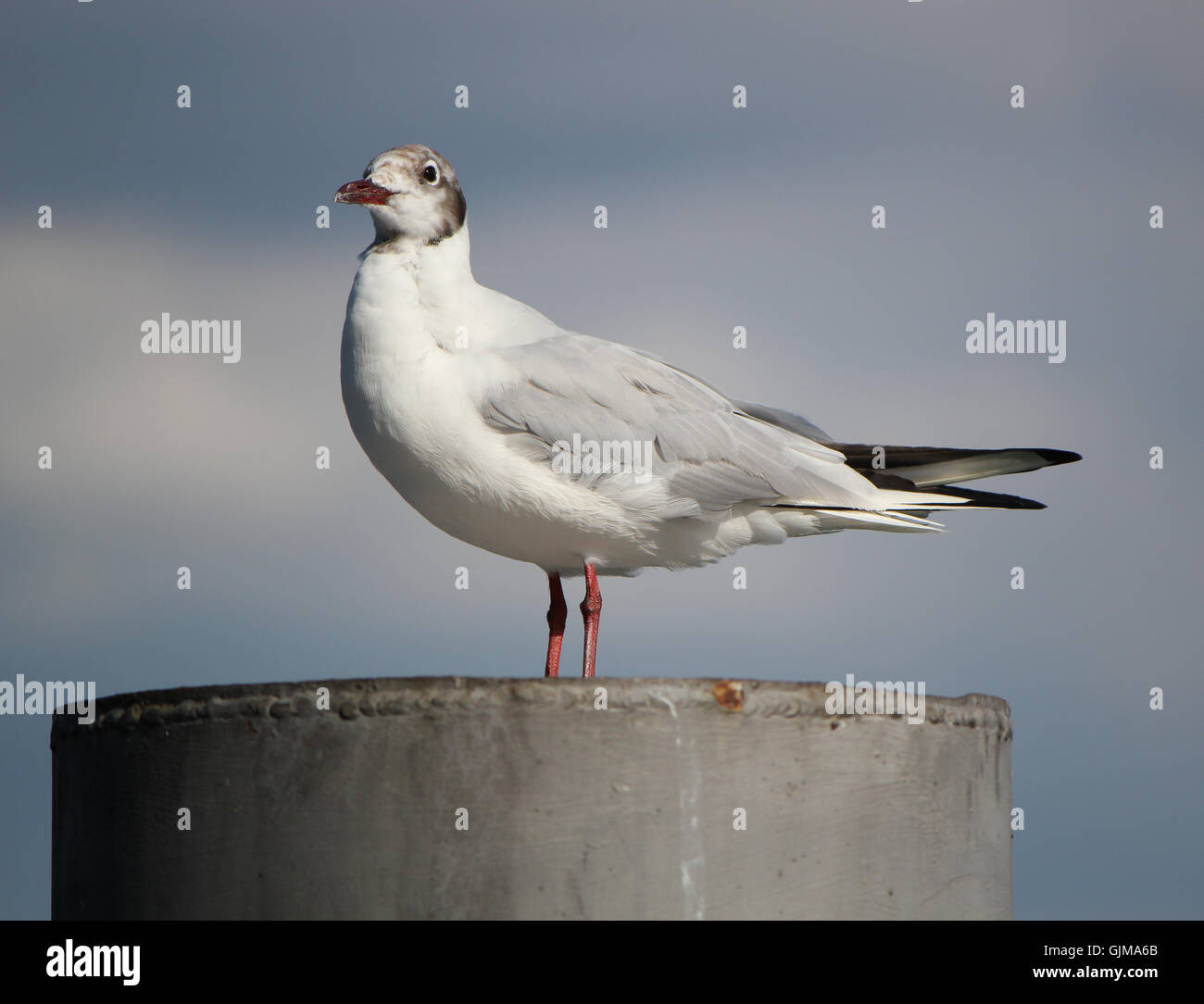 Seagull beach pile hi-res stock photography and images - Alamy