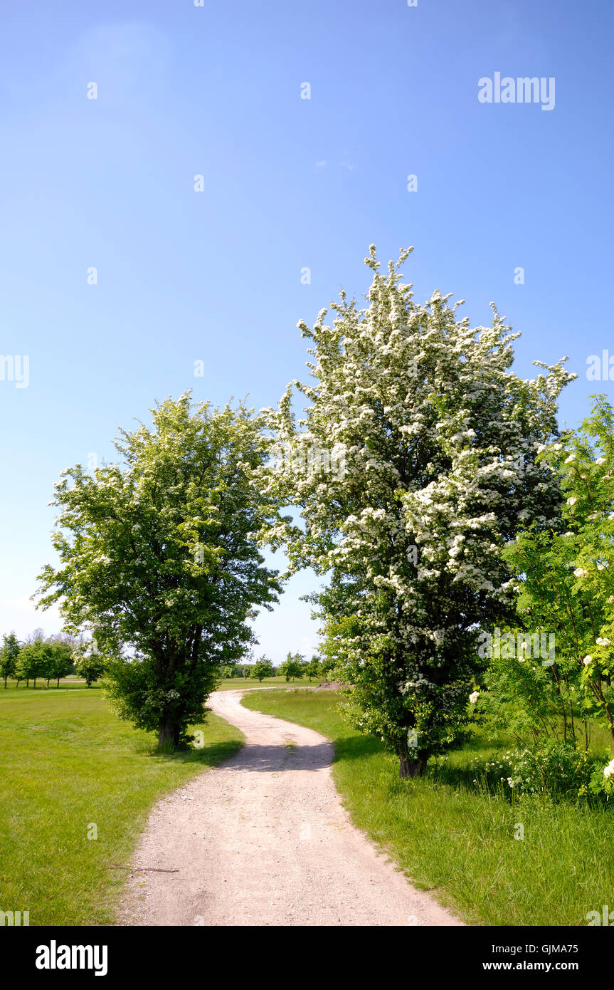 Summer landscape field pathway hi-res stock photography and images - Alamy