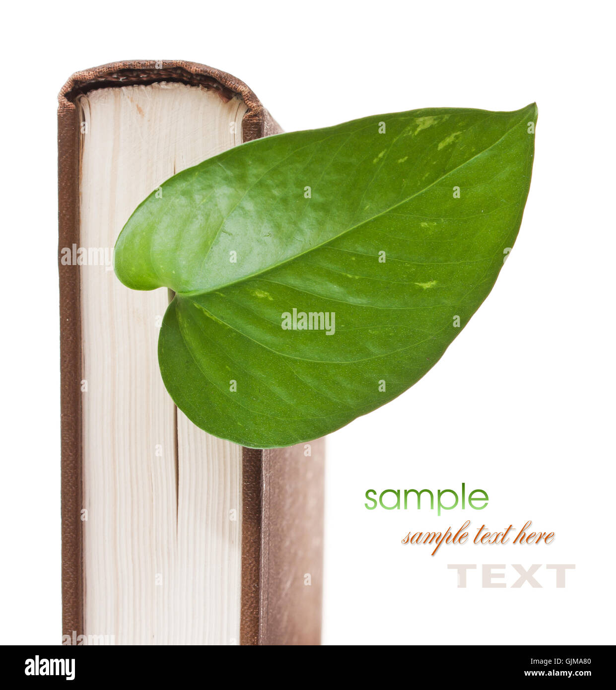 Old leaf book hi-res stock photography and images - Alamy