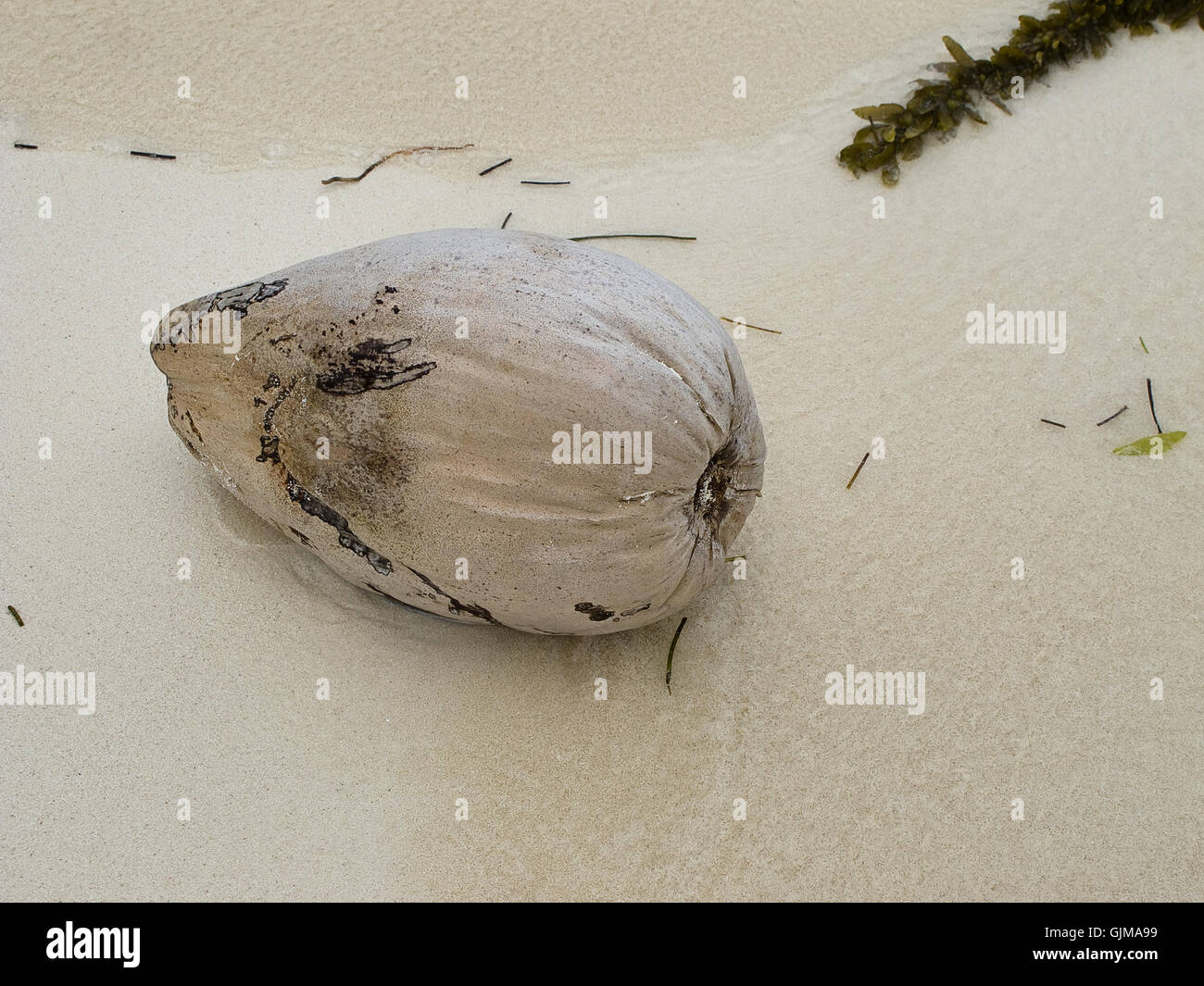Washed up coconut Stock Photo - Alamy