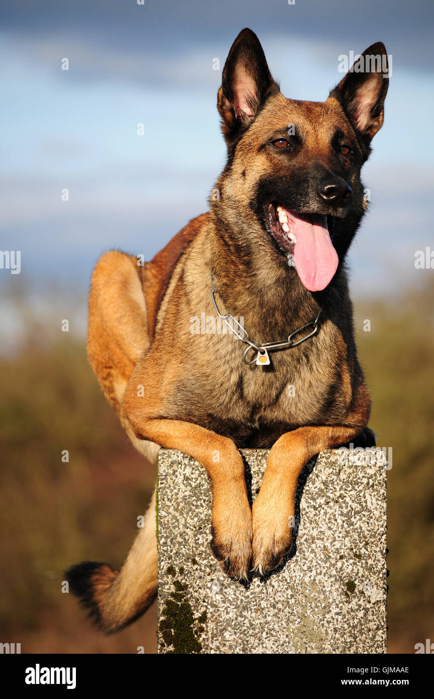 Malinois High Resolution Stock Photography and Images - Alamy