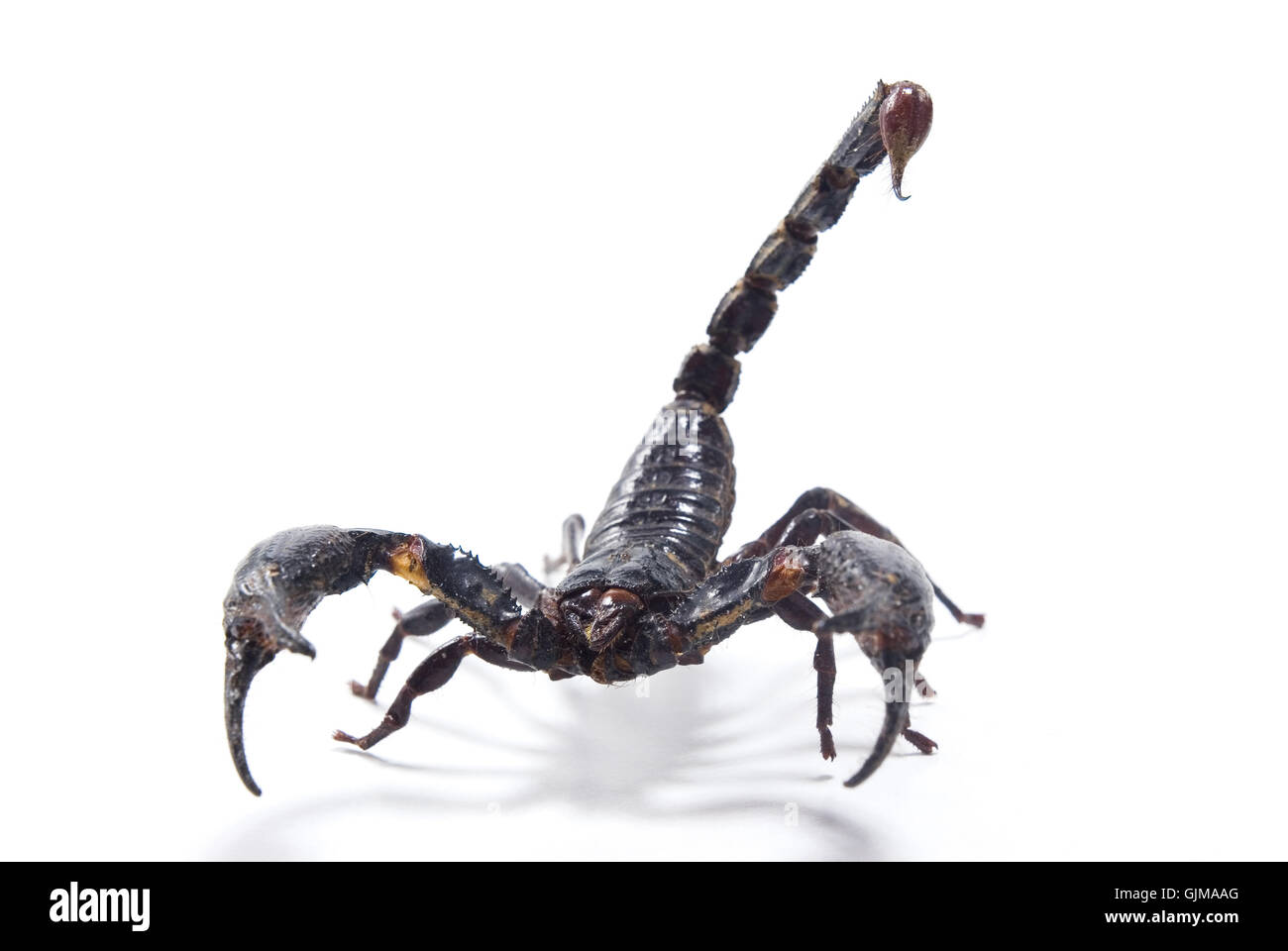 Scorpion fight hi-res stock photography and images - Alamy