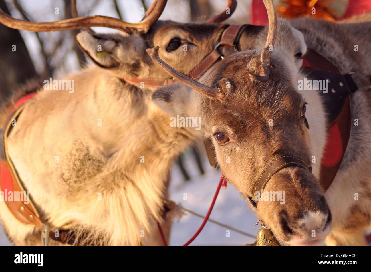 Rudolf reindeer sleigh hi-res stock photography and images - Alamy