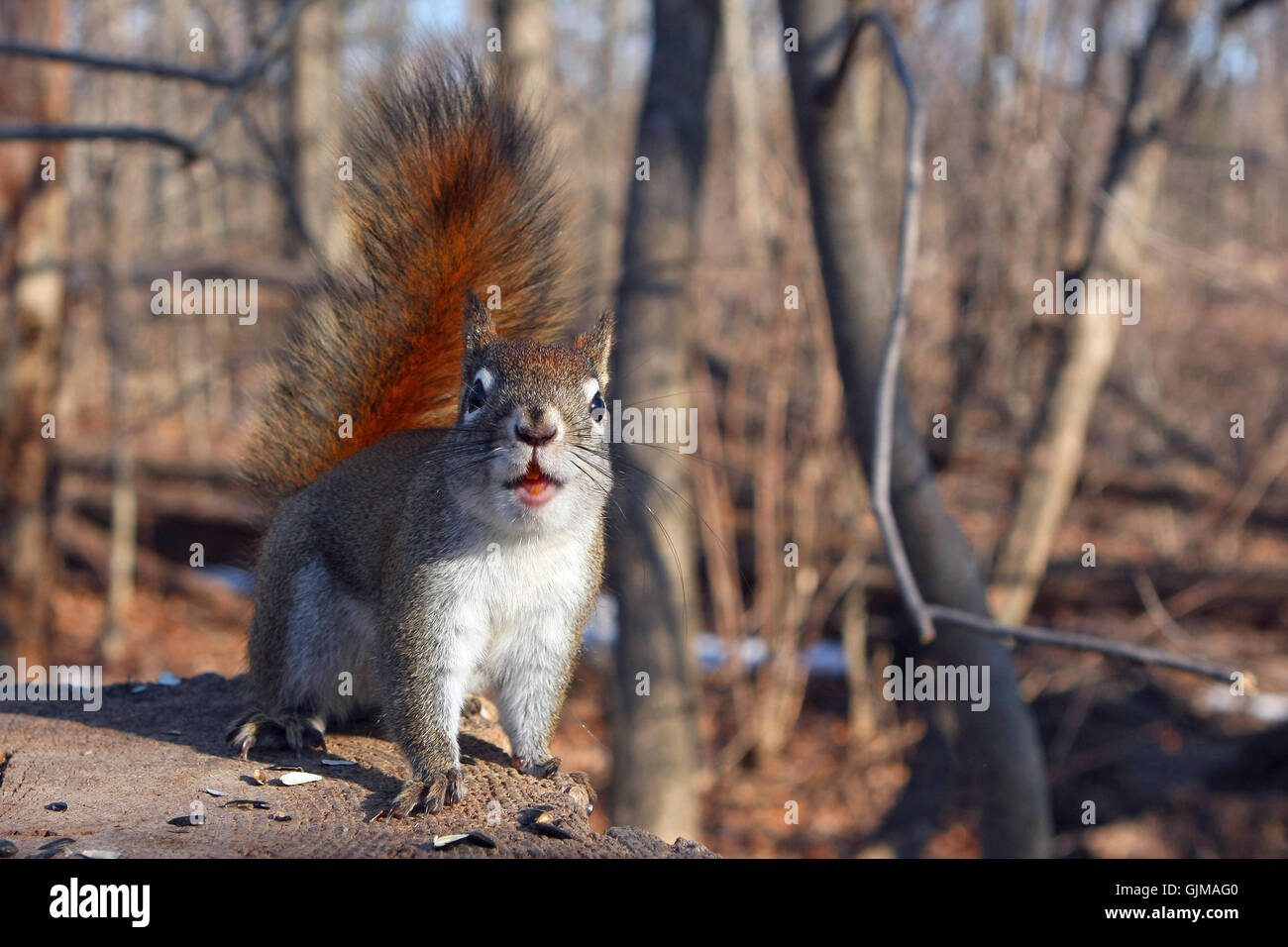 Red Squirrel Tamiasciurus hudsonicus Stock Photo - Alamy
