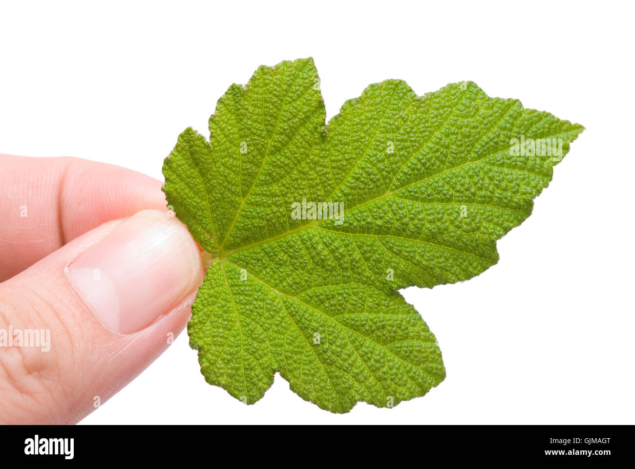 Care eco friendly green leaf hi-res stock photography and images - Alamy