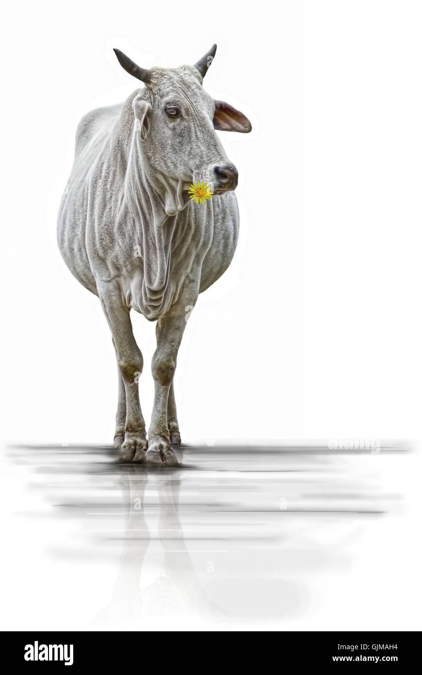 culture india cow Stock Photo - Alamy