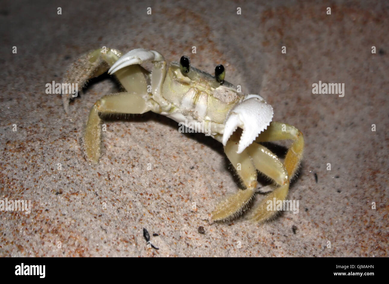African crab hi-res stock photography and images - Alamy