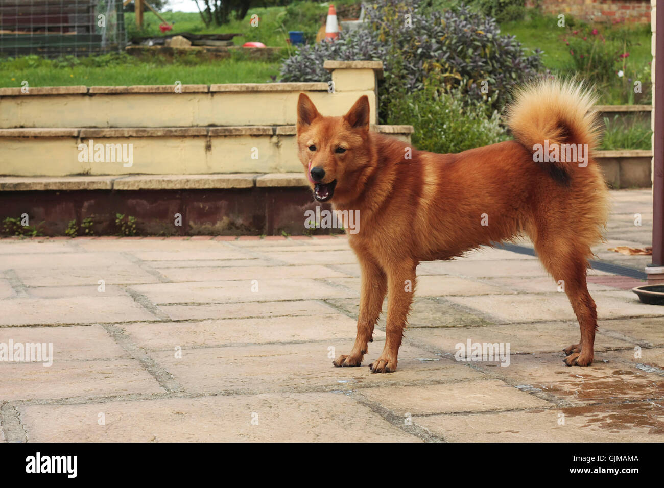 What Is The Breed Of Finnish Spitz