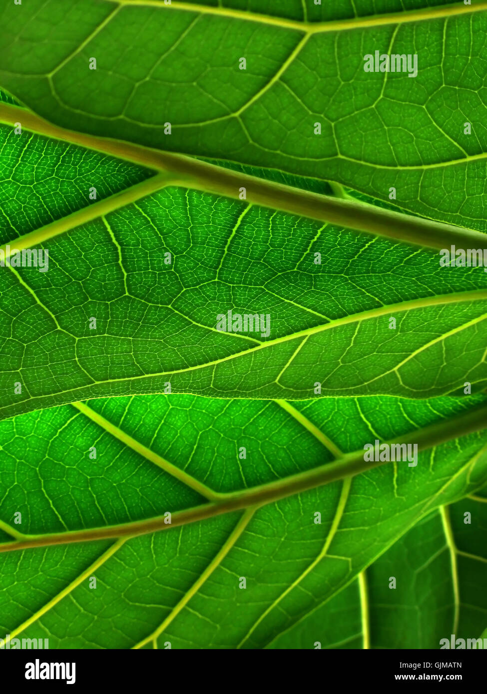Leaf organic hi-res stock photography and images - Alamy