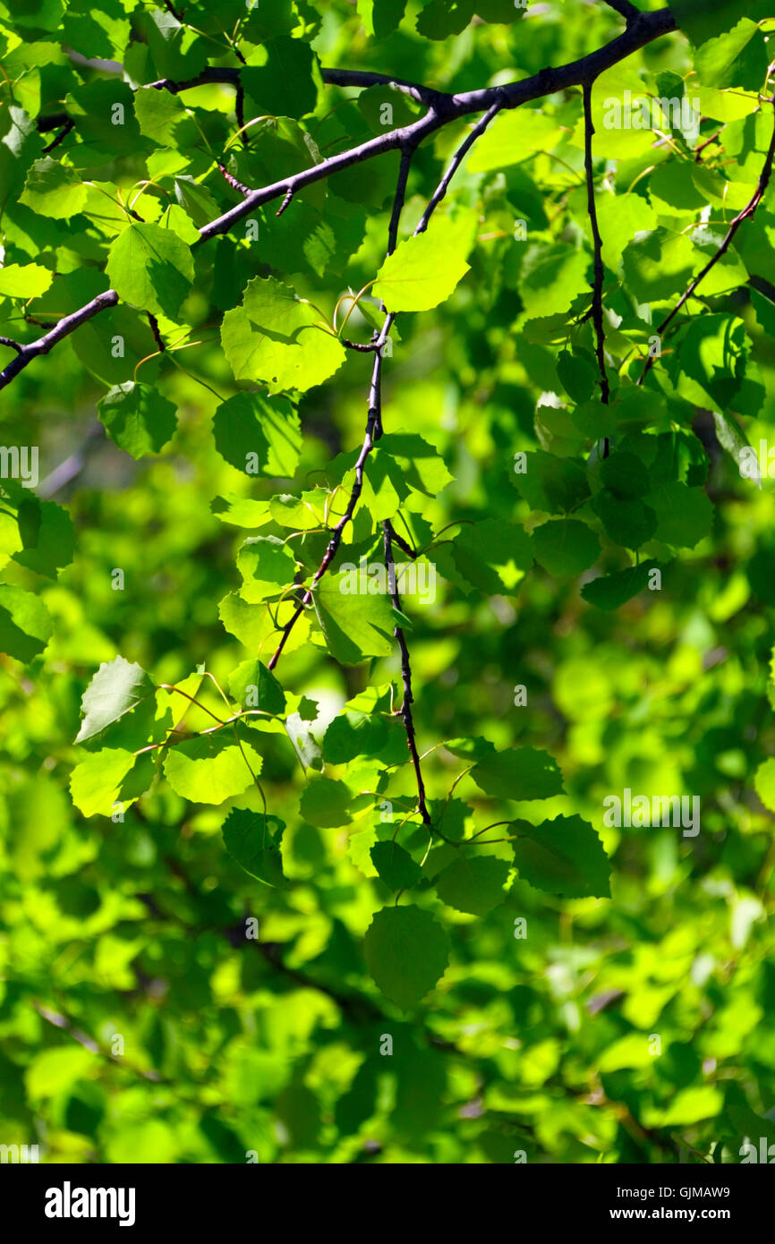 Spring green leaves Stock Photo - Alamy