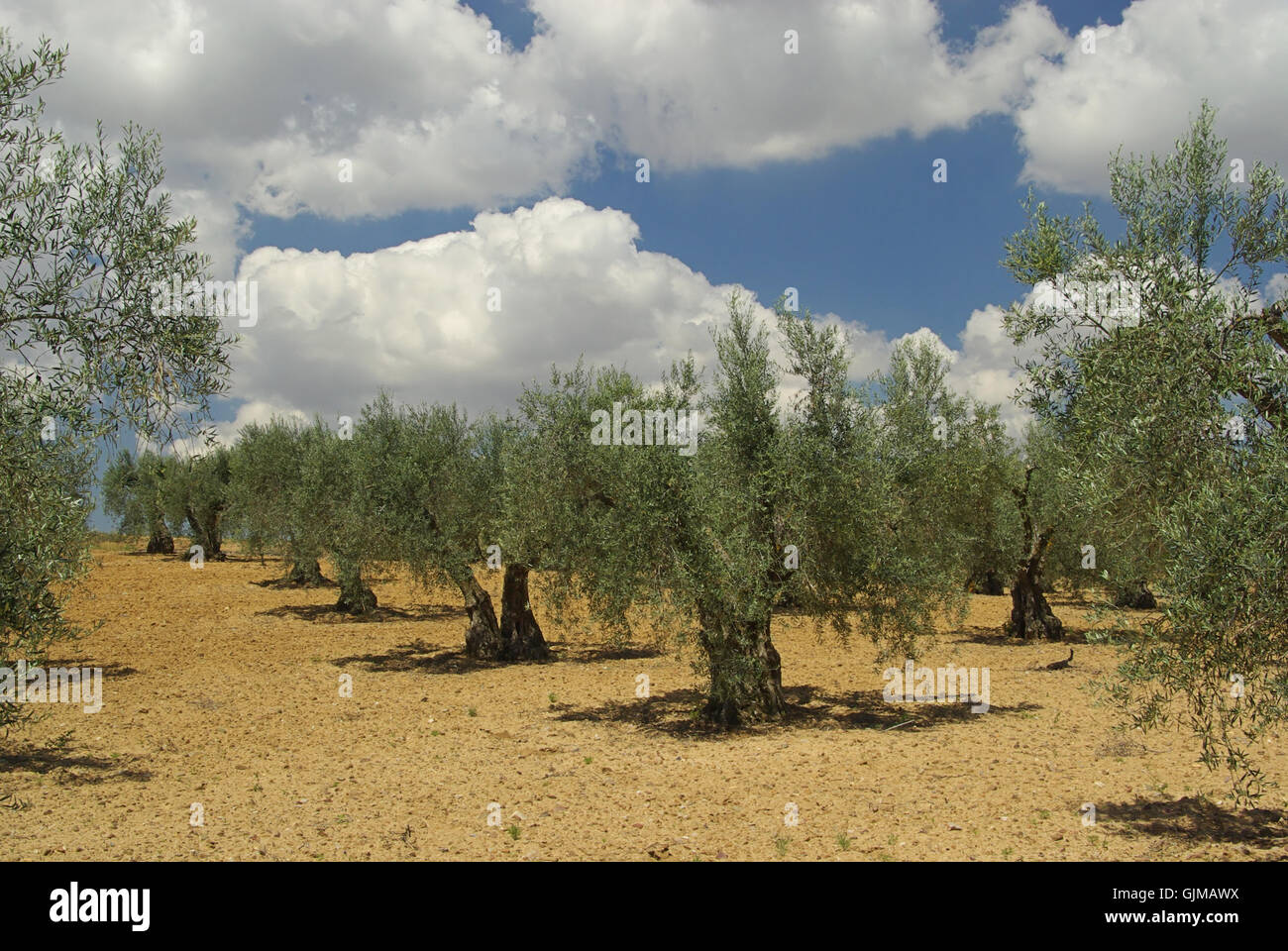 tree stone vineyard Stock Photo - Alamy