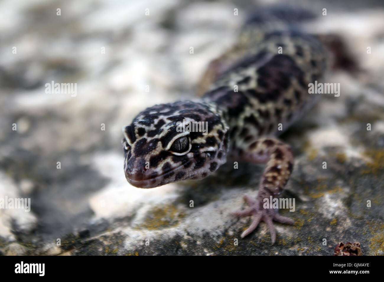Beauty leopard gecko hi-res stock photography and images - Alamy