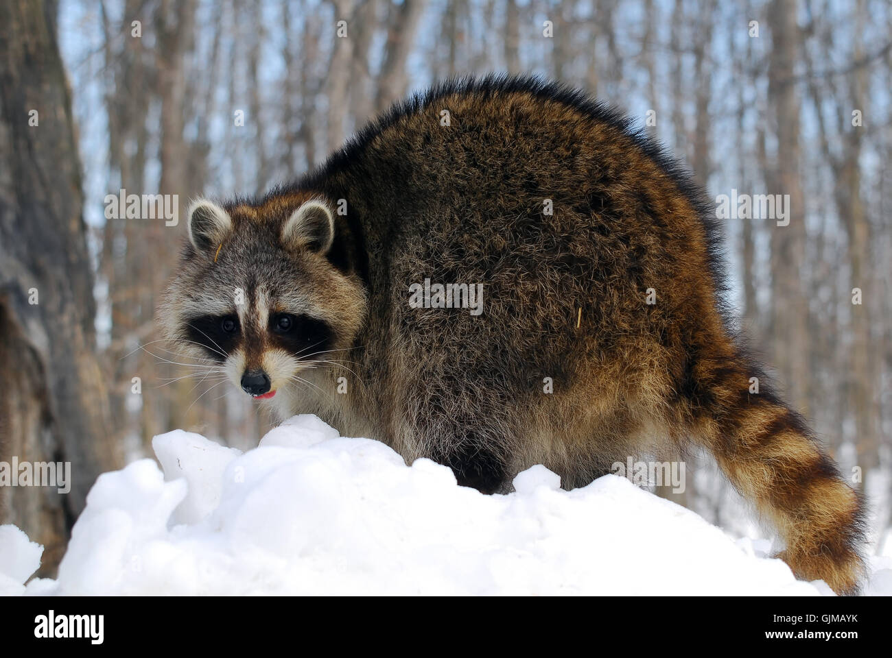 animal curiosity raccoon Stock Photo - Alamy