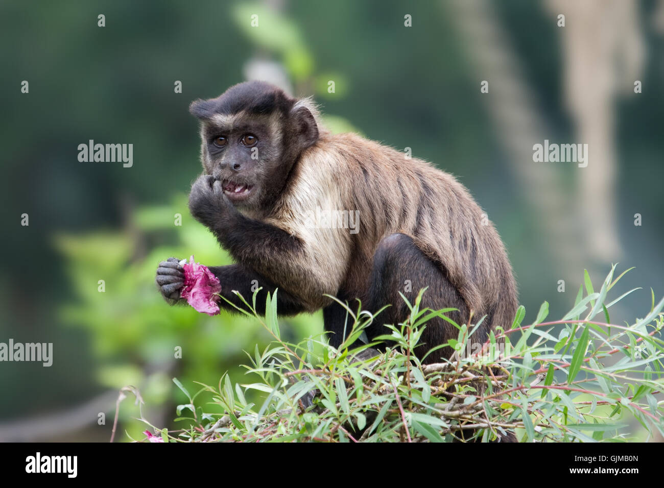 Capuchin social behavior hi-res stock photography and images - Alamy