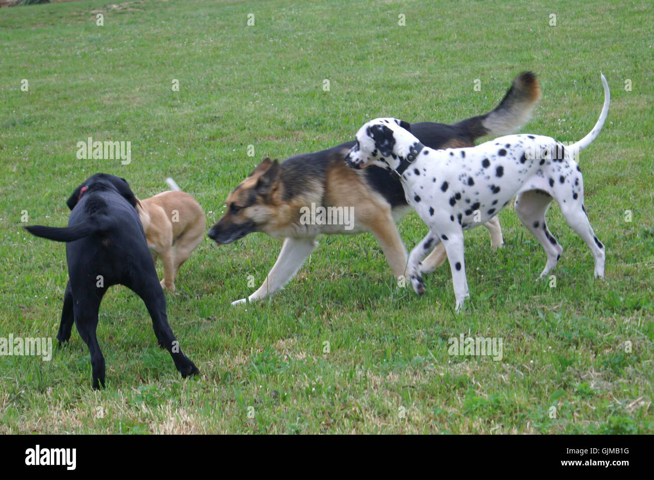 Pack dogs hi-res stock photography and images - Alamy