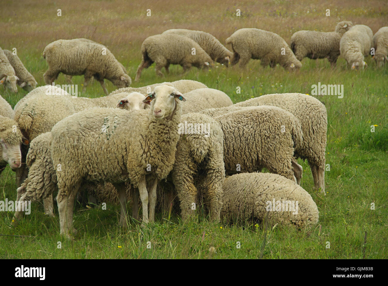 Sheep herd animal hi-res stock photography and images - Alamy