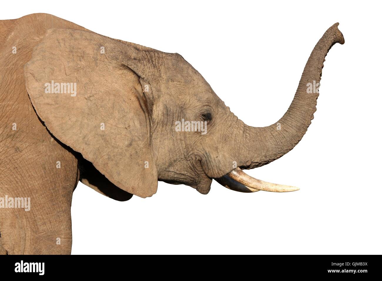African Elephant Isolated Stock Photo - Alamy