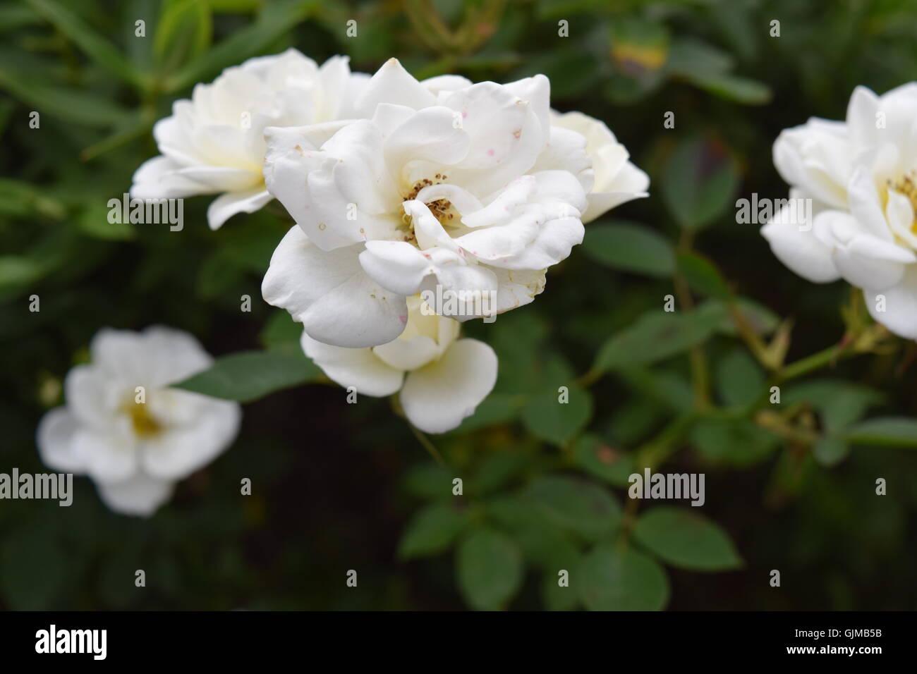 Beautiful White Flower in Focus Stock Photo - Alamy