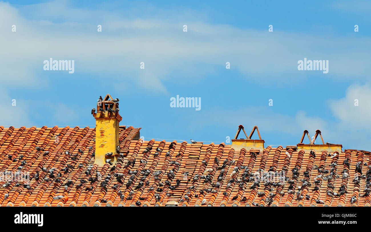 Dove dung hi-res stock photography and images - Alamy