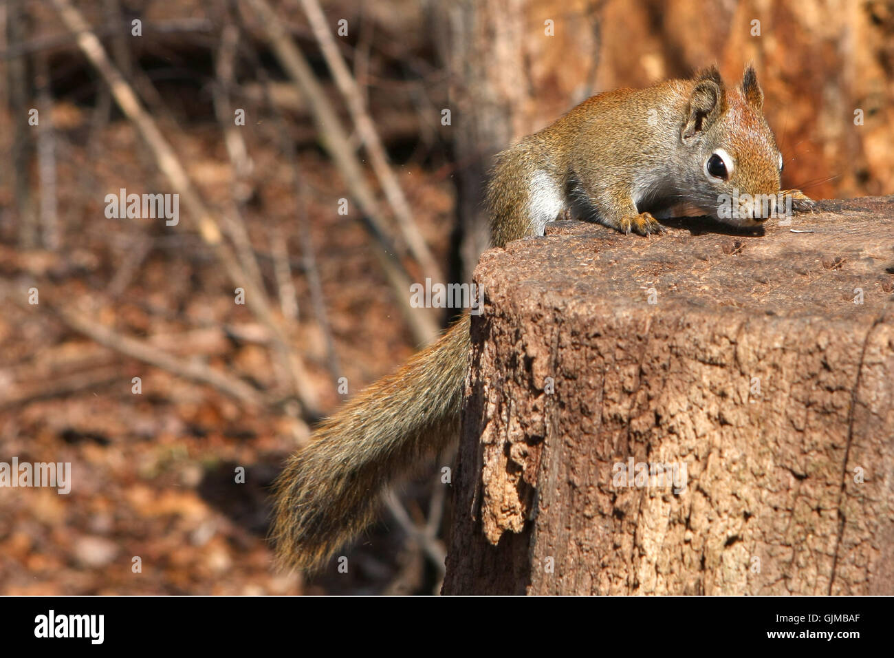 Red Squirrel Tamiasciurus hudsonicus Stock Photo - Alamy
