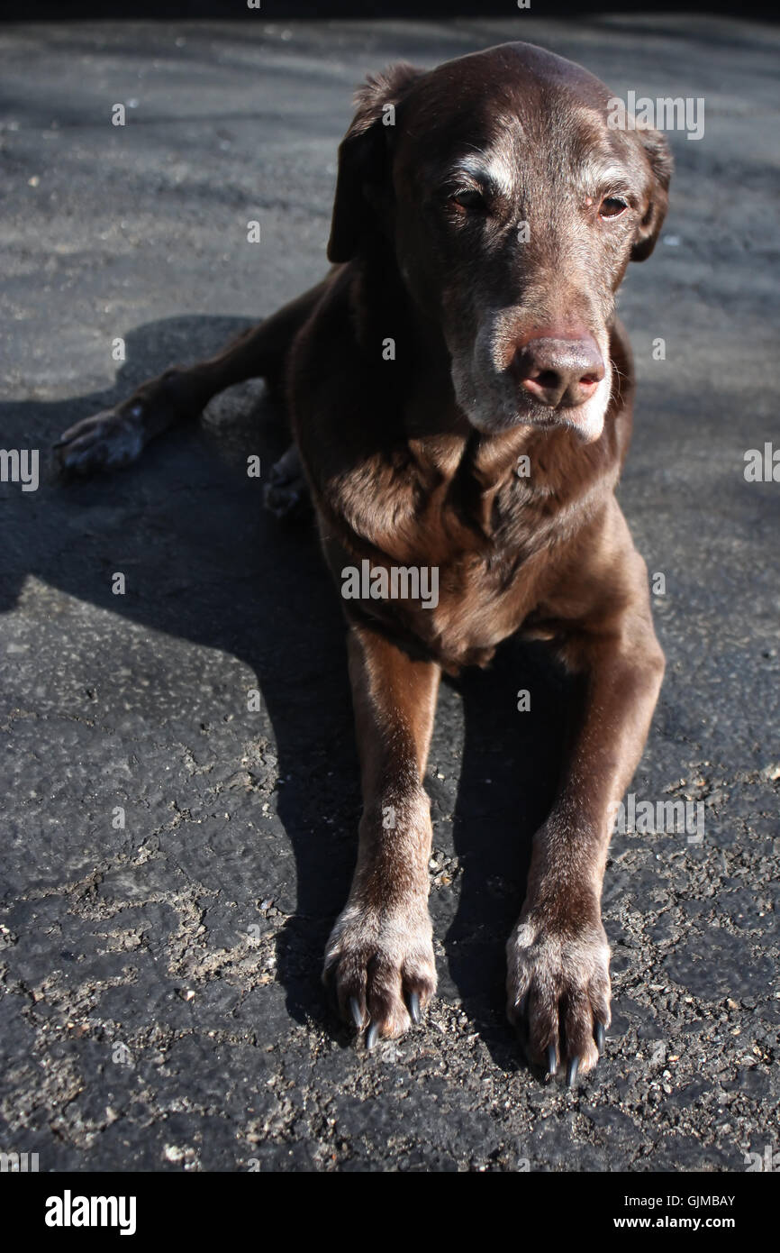 Sad looking chocolate labrador hi-res stock photography and images - Alamy
