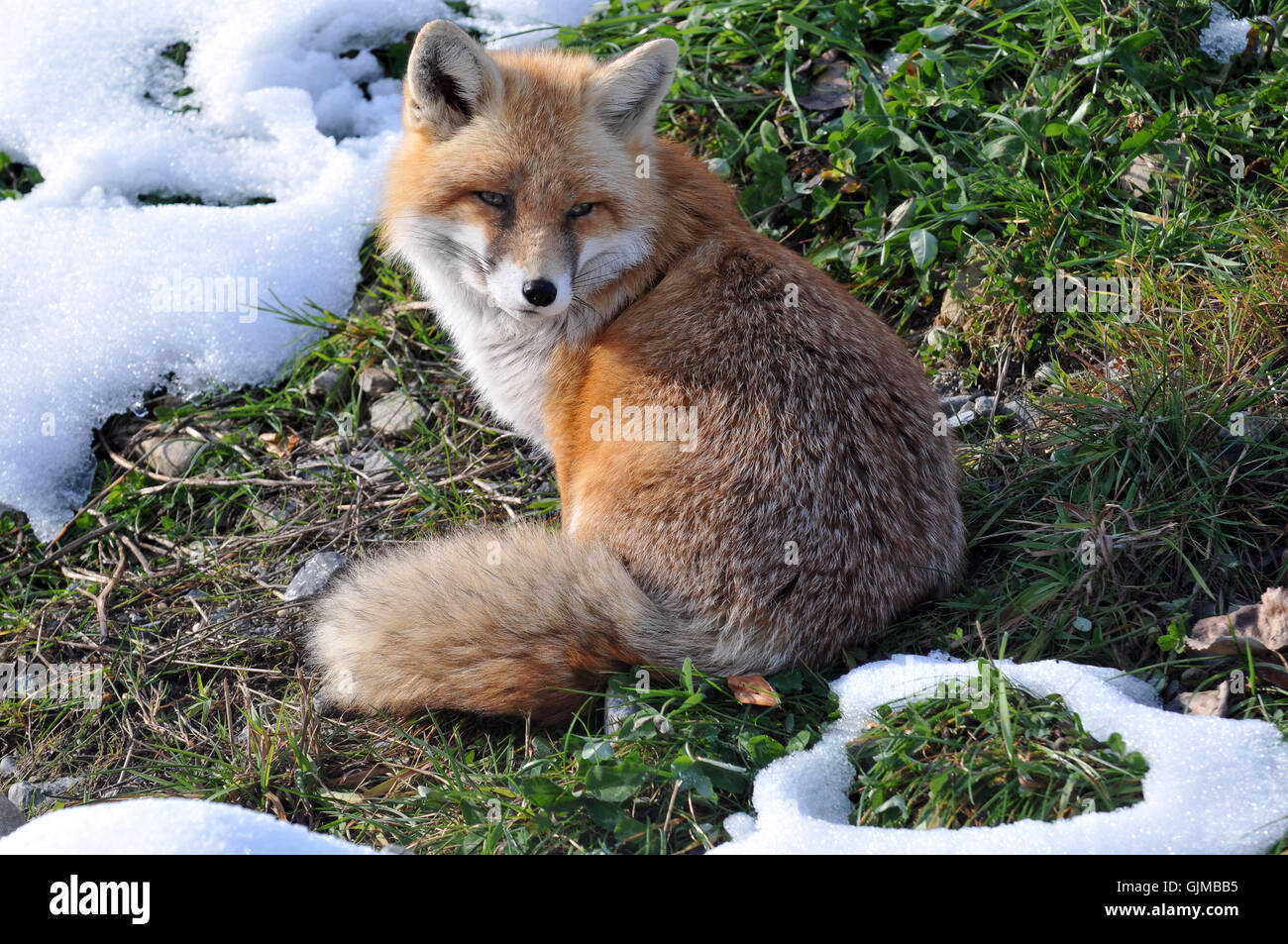 Fox ears back hi-res stock photography and images - Alamy