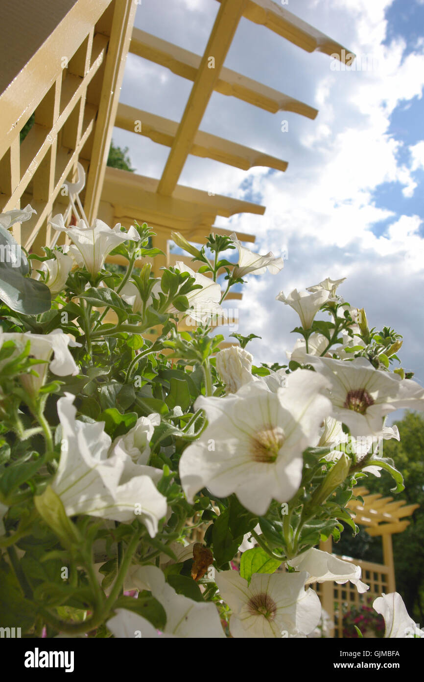 flowers and arbor Stock Photo - Alamy