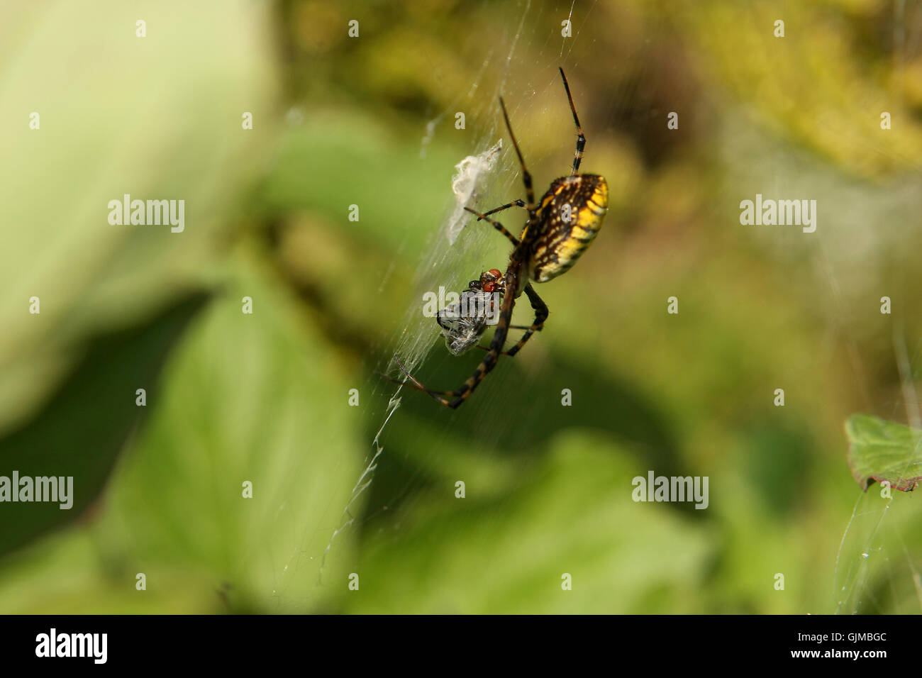 Banded Garden Spider Argiope trifasciata female Stock Photo - Alamy
