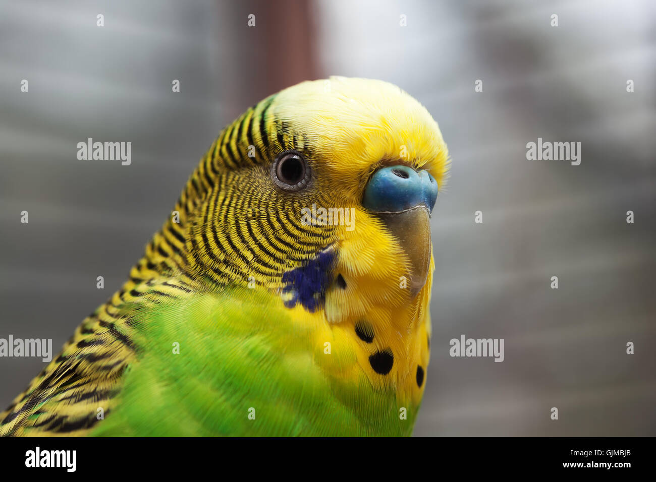 Australian Green Parrot macro 2 Stock Photo - Alamy