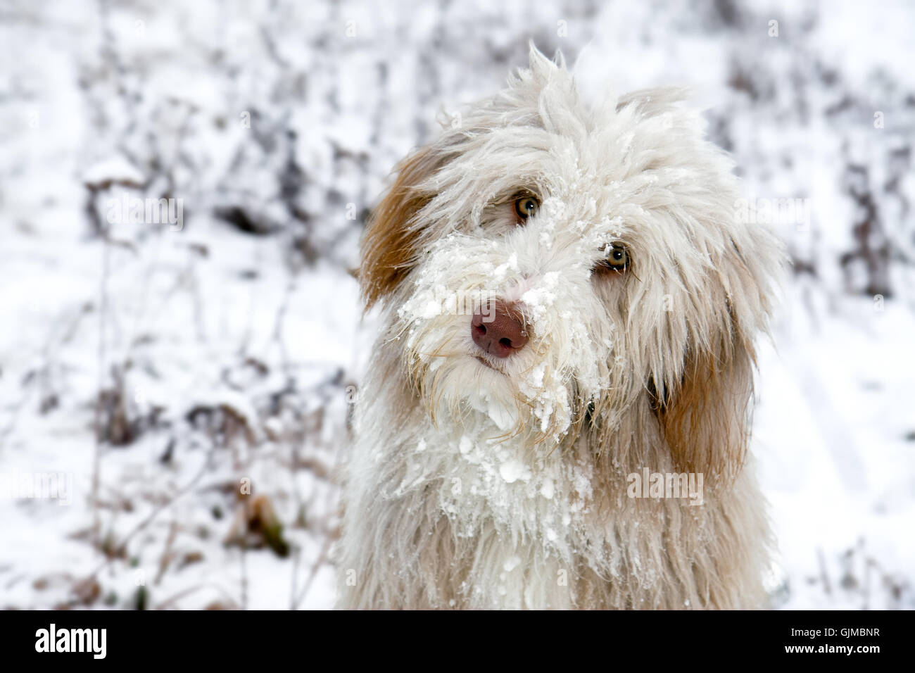 Bearded Collie High Resolution Stock Photography and Images - Alamy
