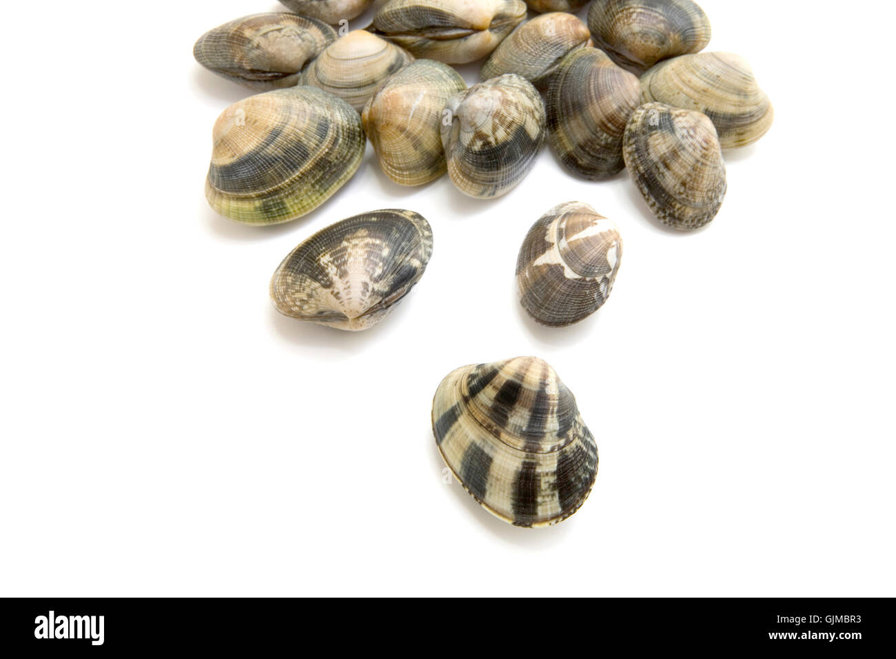 Live clams hi-res stock photography and images - Alamy