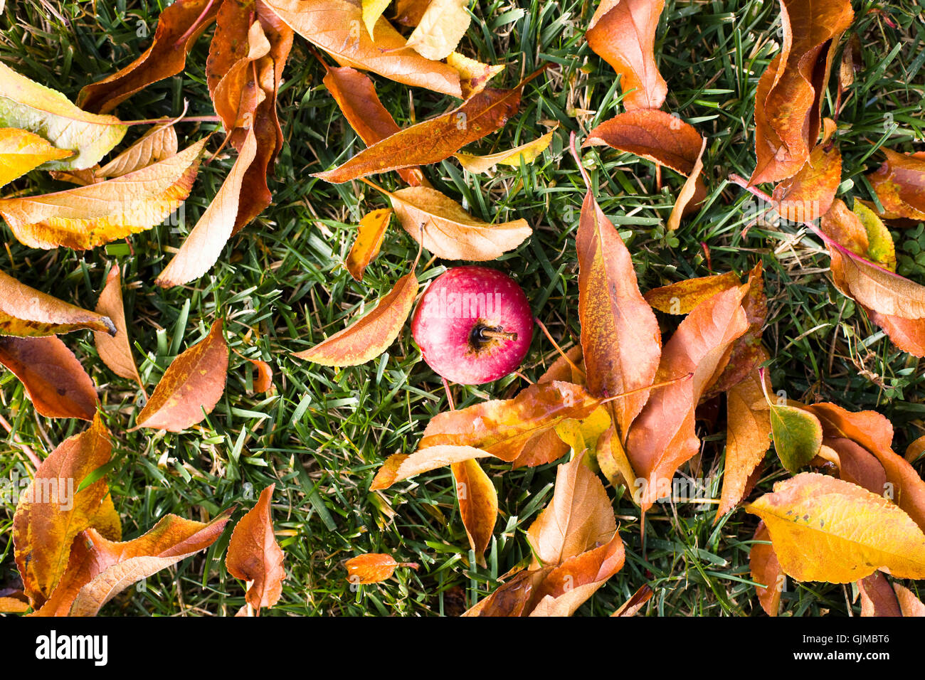 Apple and Leaves on Grass Stock Photo - Alamy
