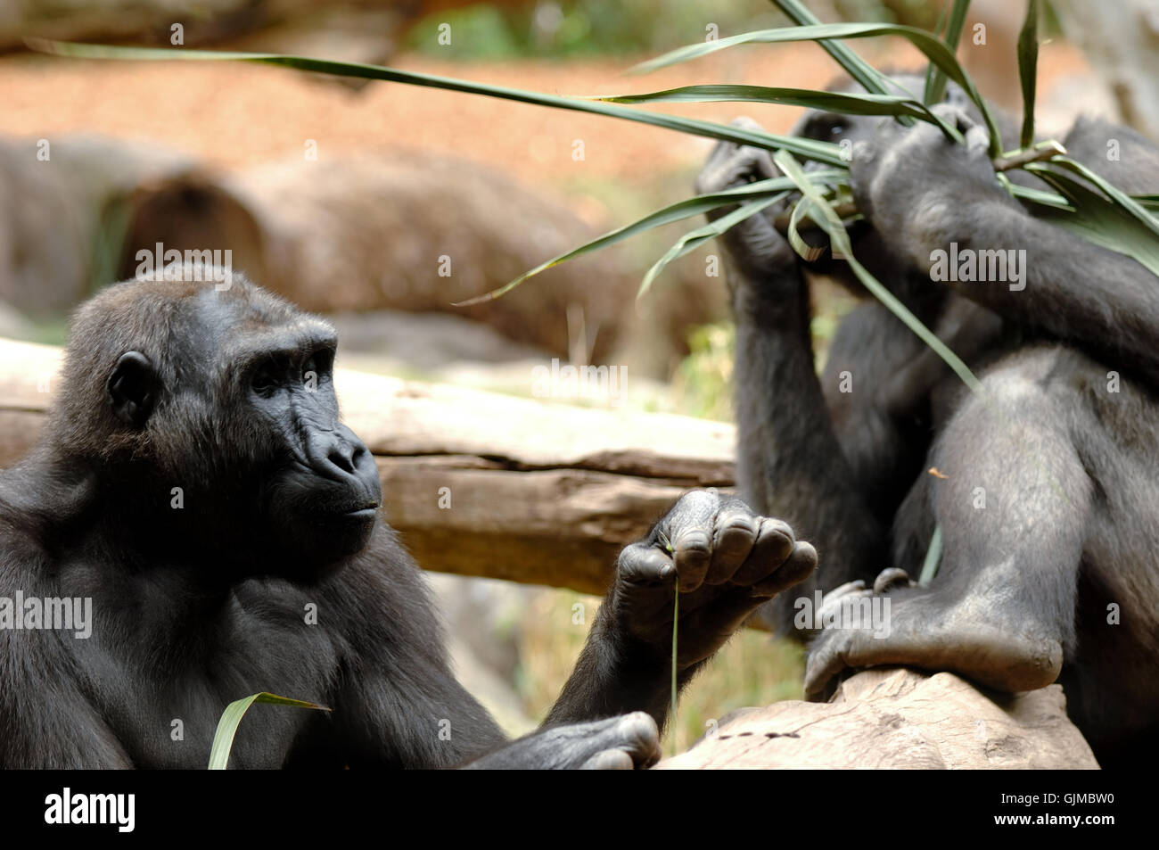 Beast ape hi-res stock photography and images - Alamy