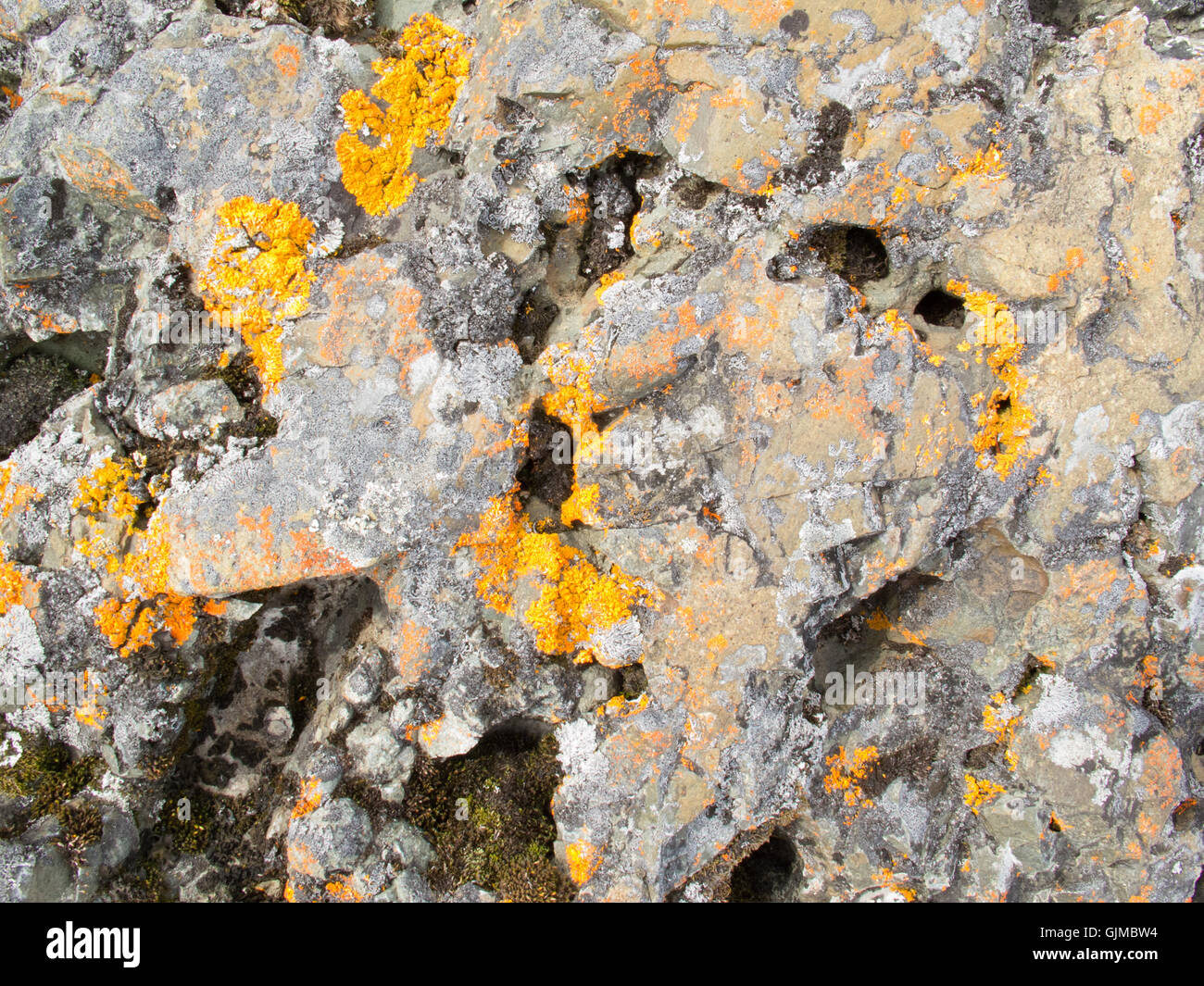Colorful Lichens on Rocky surface Background Stock Photo - Alamy