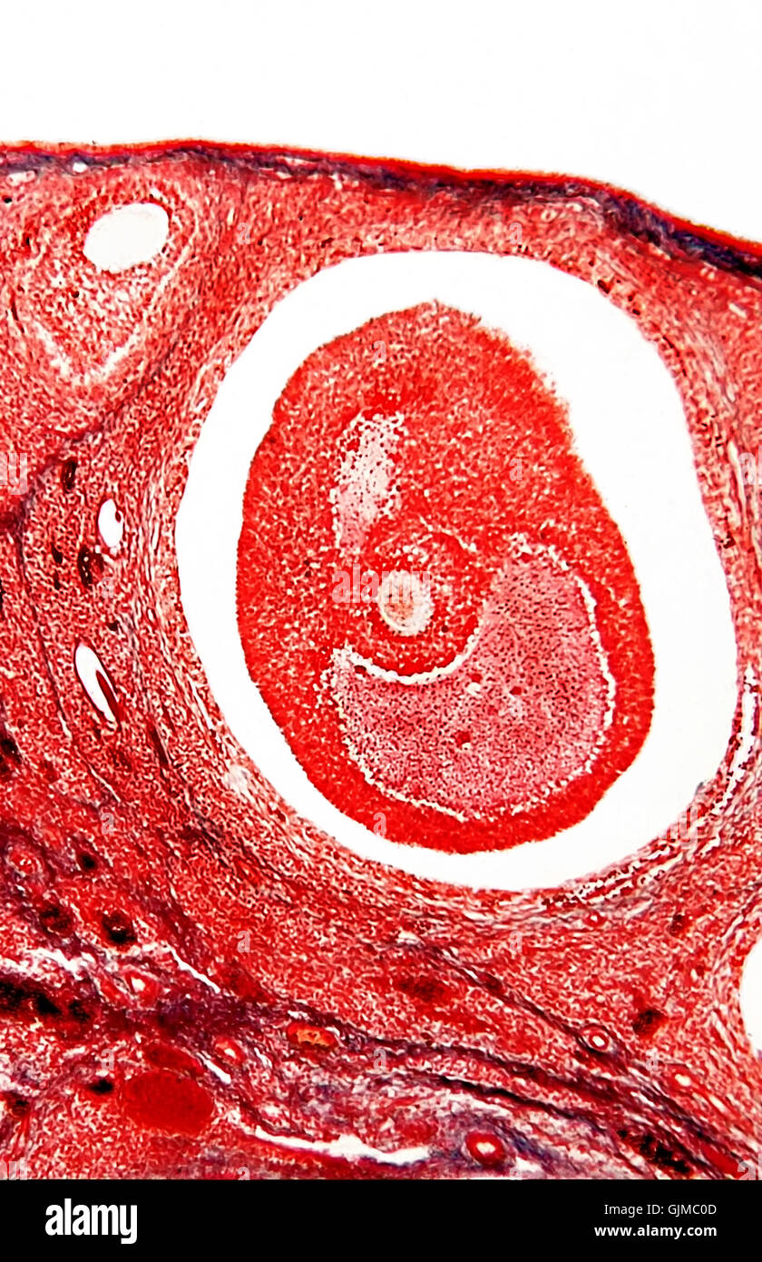 Oocyte hi-res stock photography and images - Alamy