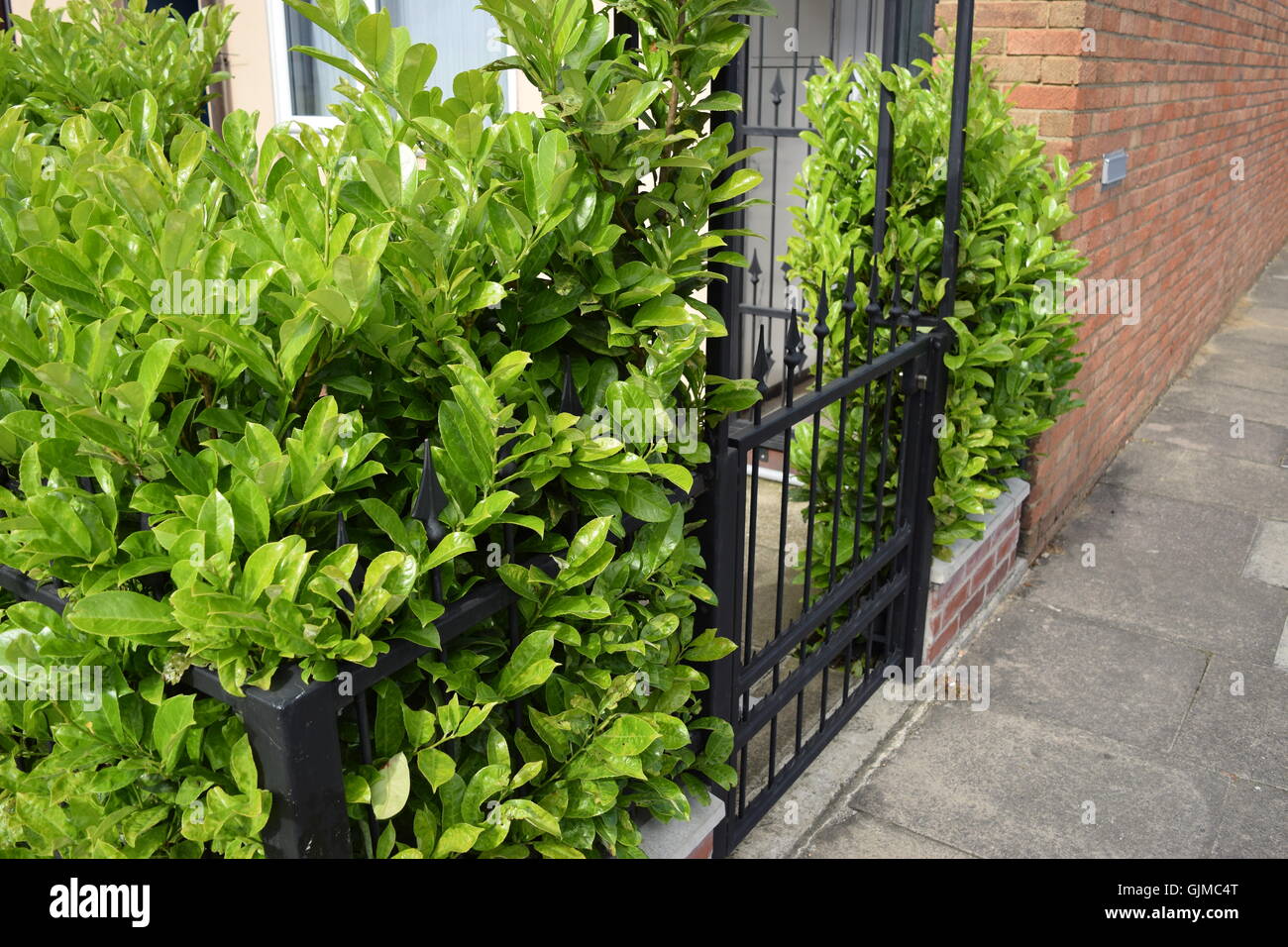 Side Gate with Green Hedge Stock Photo - Alamy