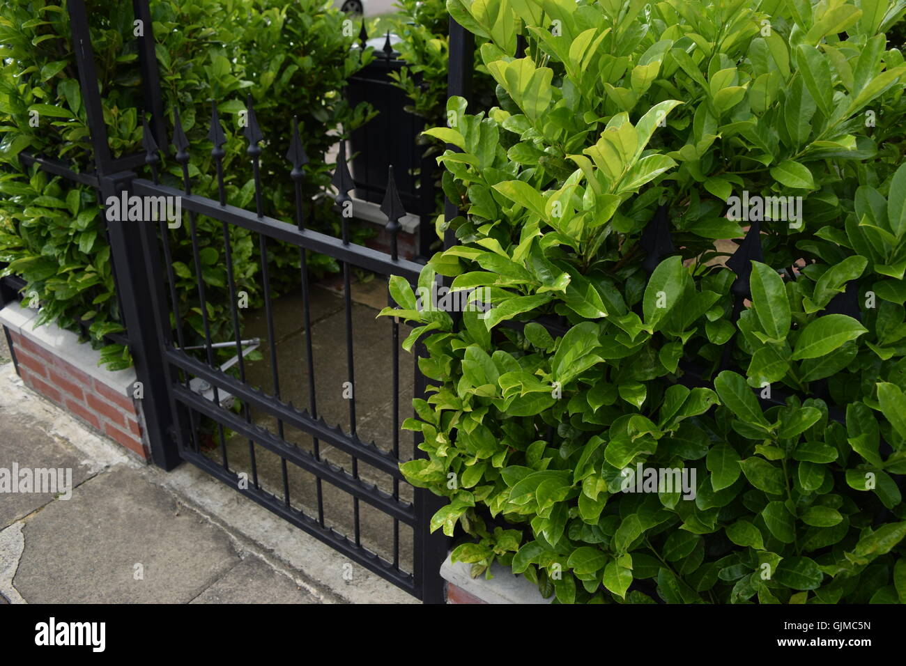 Front Garden Gate with Green Hedge Stock Photo - Alamy