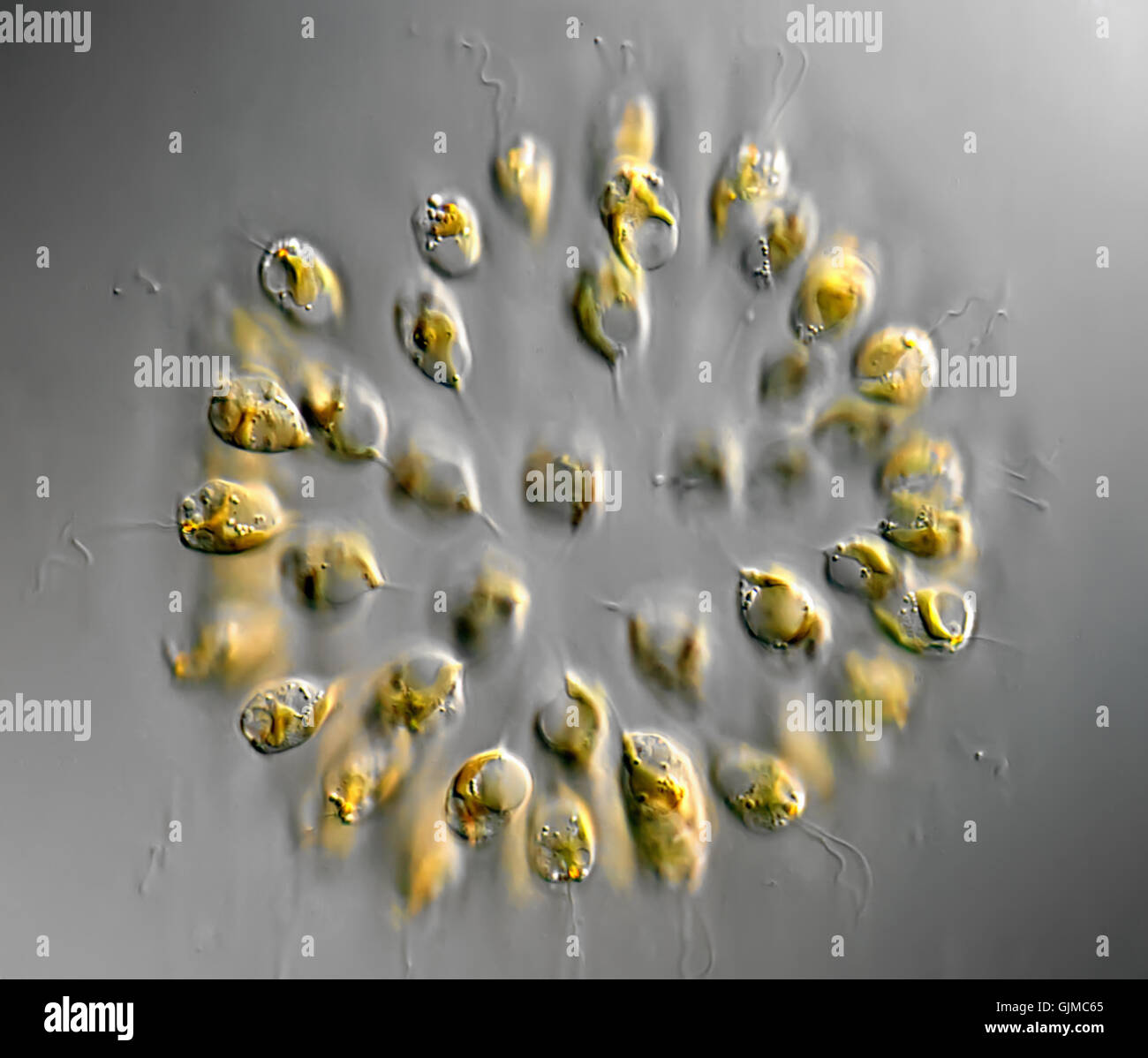 Golden Algae Images New Stock List Mountain Minow Cherry Berb