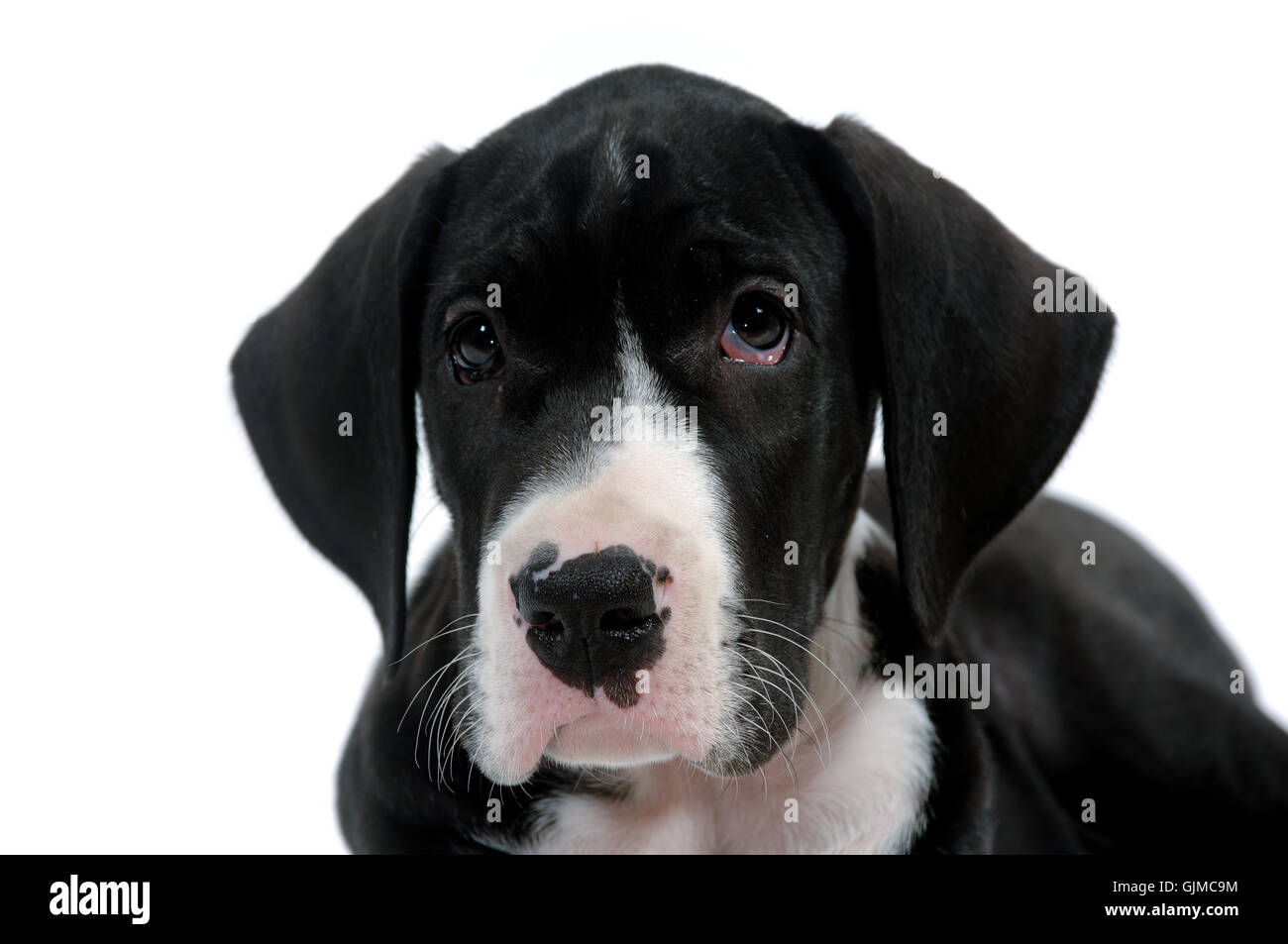 Sad great dane hi-res stock photography and images - Alamy
