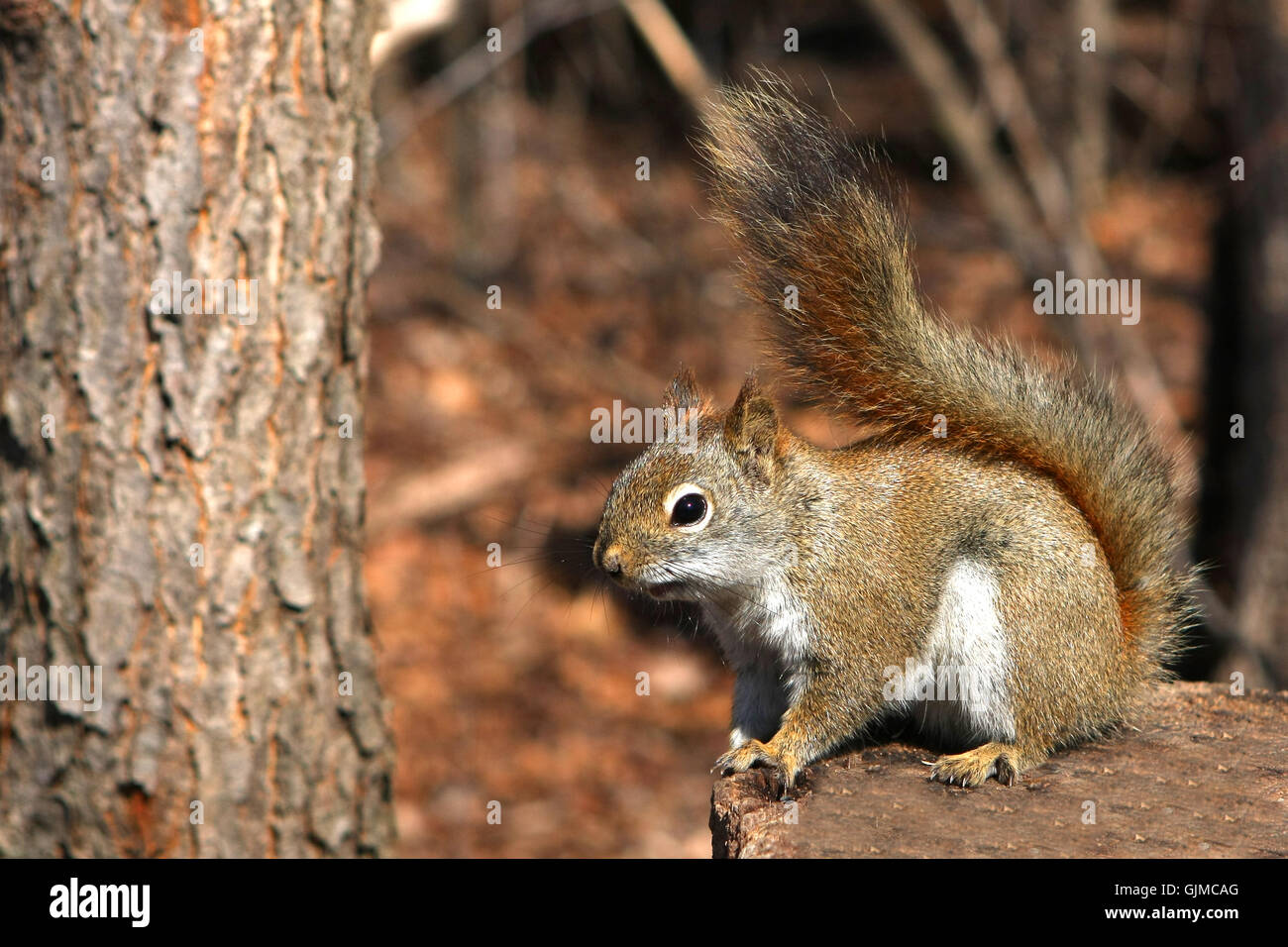 Red Squirrel Tamiasciurus hudsonicus Stock Photo - Alamy