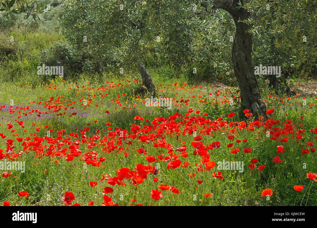 Poppies under olive tree poppy hi-res stock photography and images - Alamy