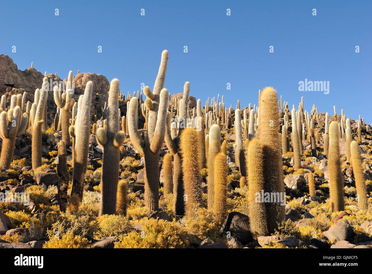 cacti cactus south america Stock Photo - Alamy