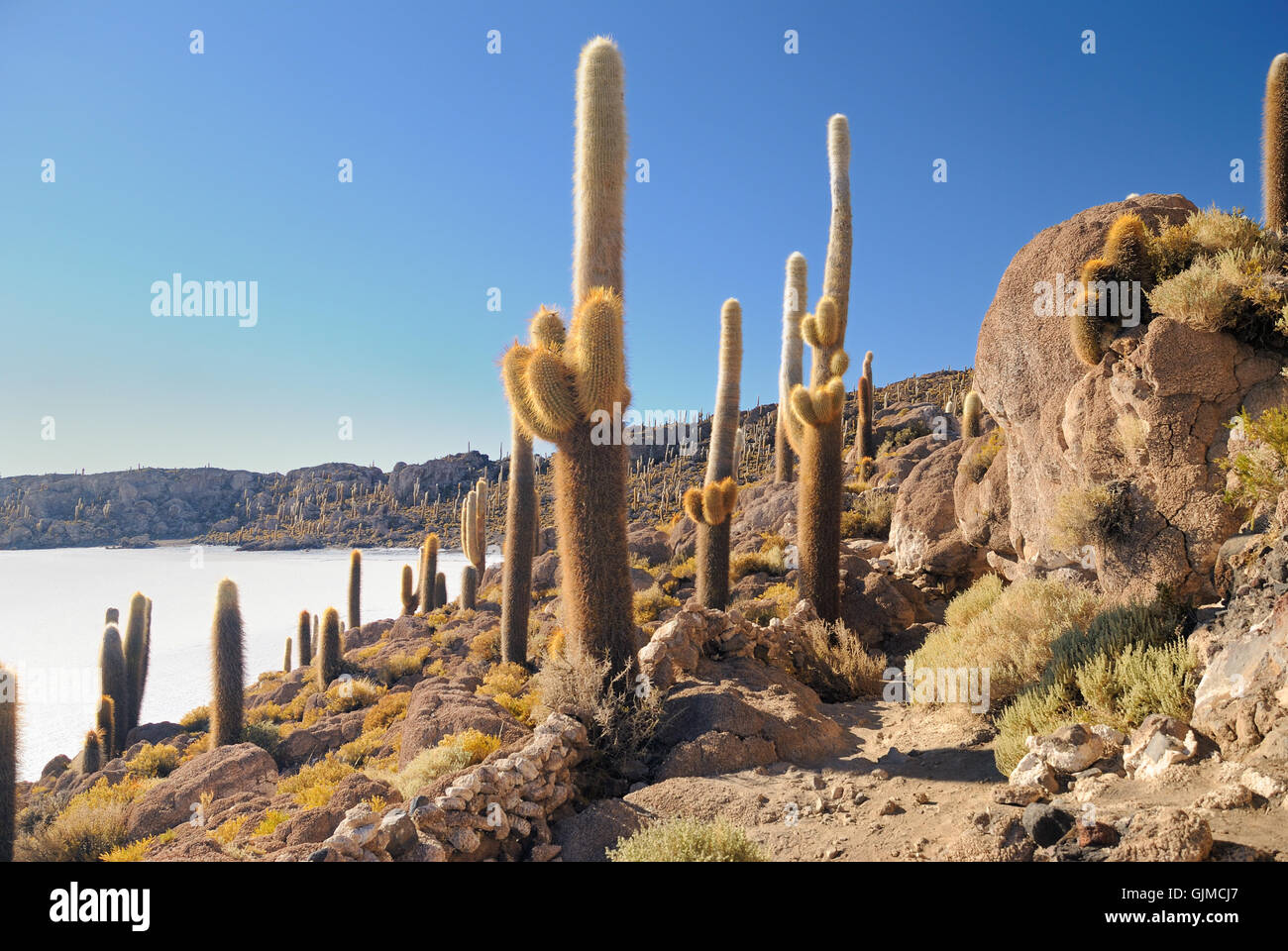 salt cacti cactus Stock Photo - Alamy