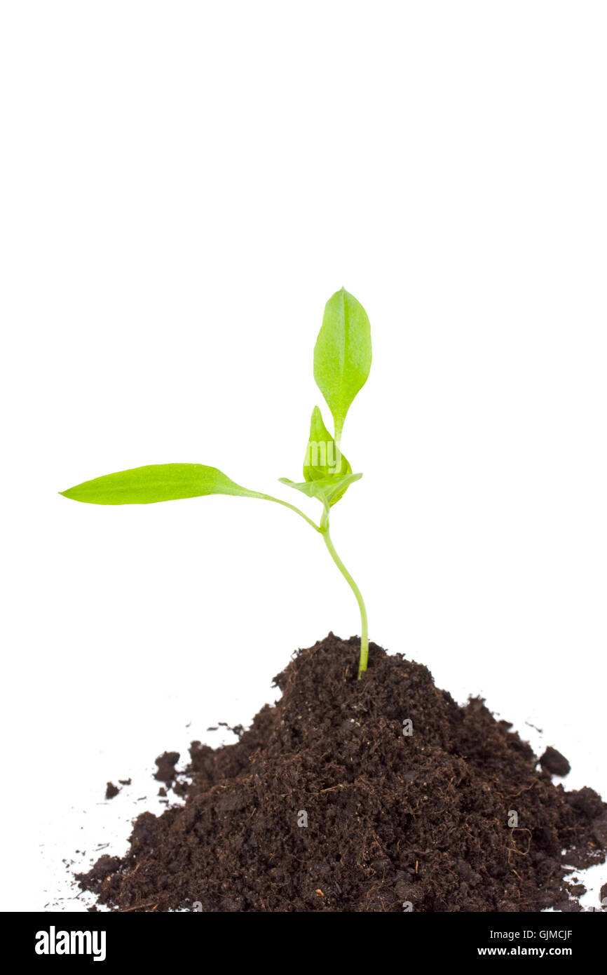 Seedling isolated on white hi-res stock photography and images - Alamy